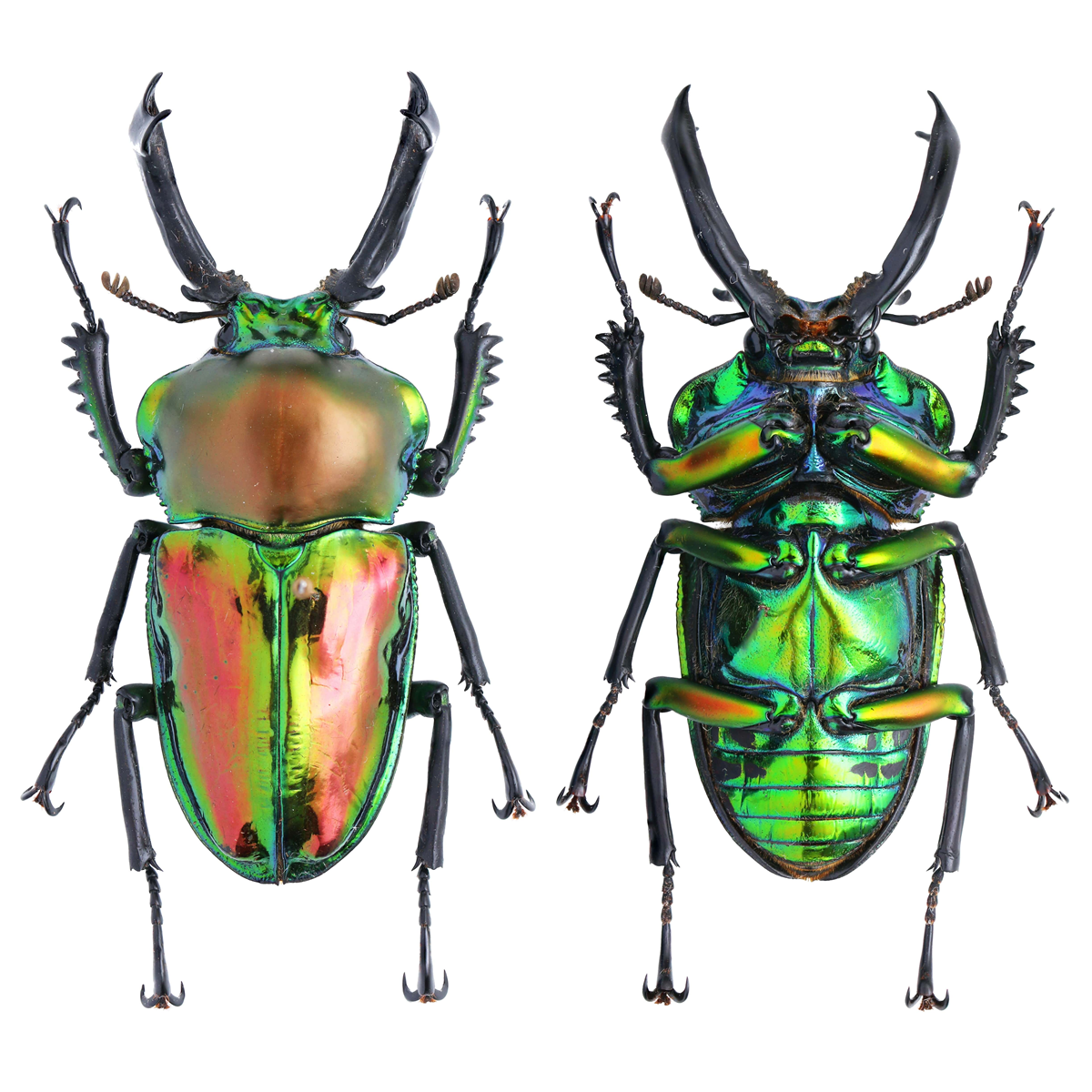 Rainbow Stag Beetle