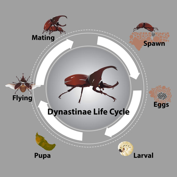 Care Guide: Xylotrupes australicus (Rhinoceros Beetle) - Blue Beetle ...