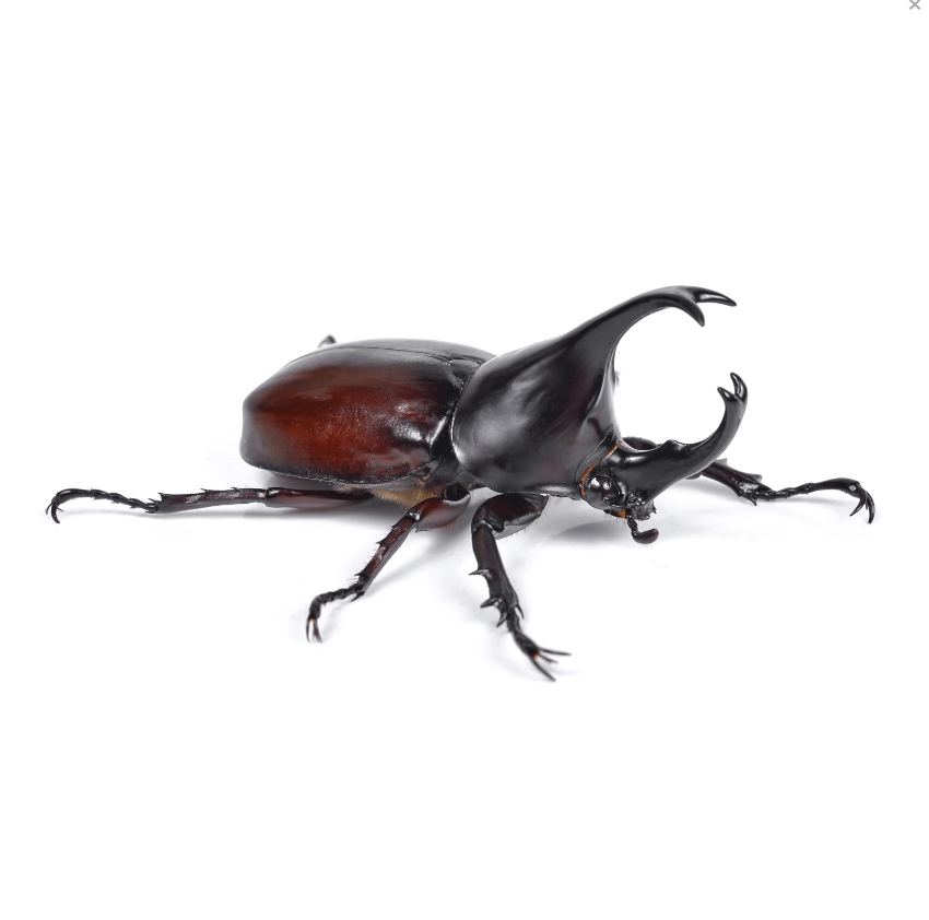 Meet Xylotrupes australicus: The Mighty Rhinoceros Beetle - Blue Beetle ...