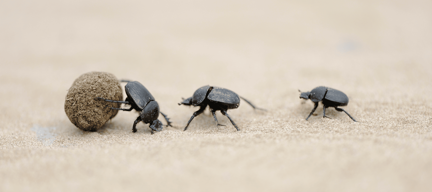 Beetle Care Guides - Blue Beetle Australia
