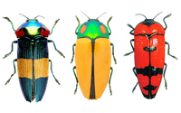 BlueBeetle - Live Beetles | Real Framed Butterflies Moths Beetles