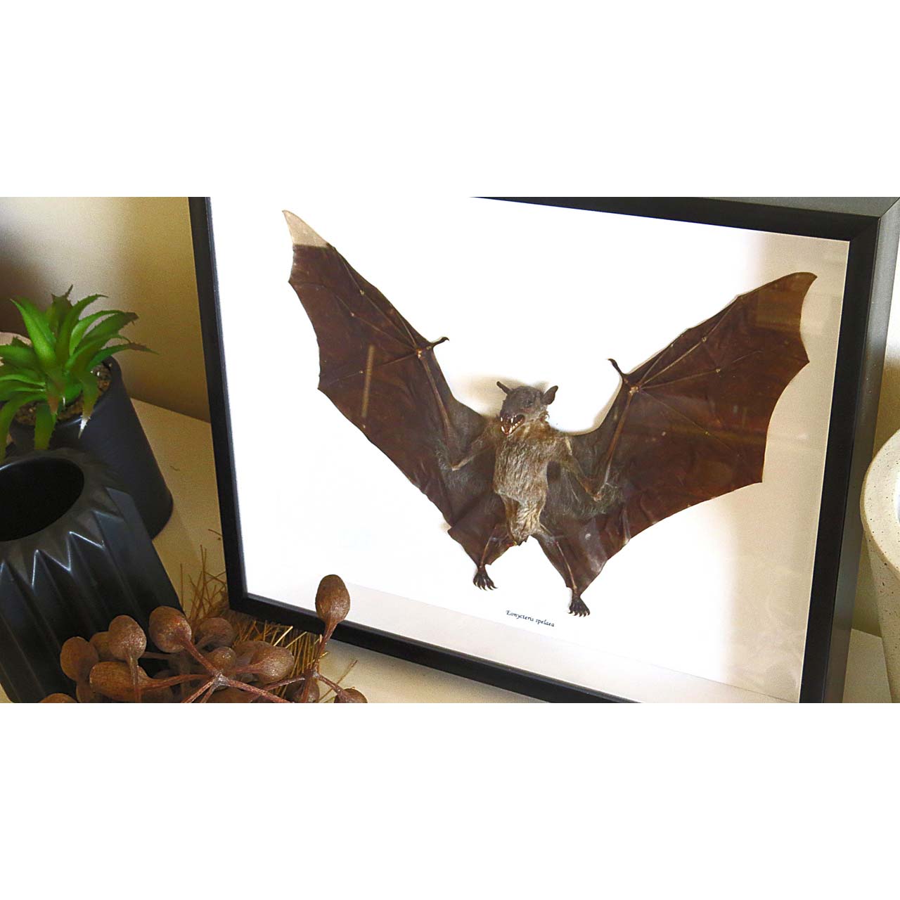 Lesser Dawn Bat (Eonycteris spelaea bat) - Blue Beetle Australia